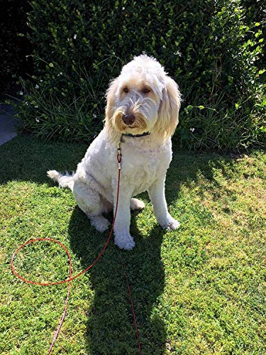 20ft Dog Tie Out Cable for Dogs, 16" Chrome Plated Anti Rust Stake, Great for Camping or The Garden, Suitable for Harness, Leash & Chain Attachments