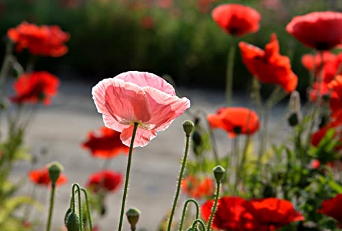 10000+ Mix Color California Poppy Flower Seeds for Planting Open-Pollinated Non GMO, Year Round Planting (Pink, Red, White, Yellow)
