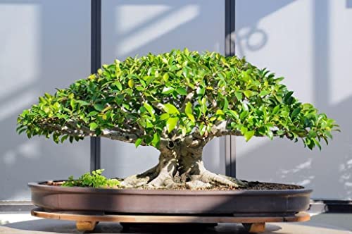 100 Pcs Banyan Seeds Bonsai Tree Seeds Indoor and Outdoor Bonsai Seed for Home Yard Garden Decor Easy to Grow
