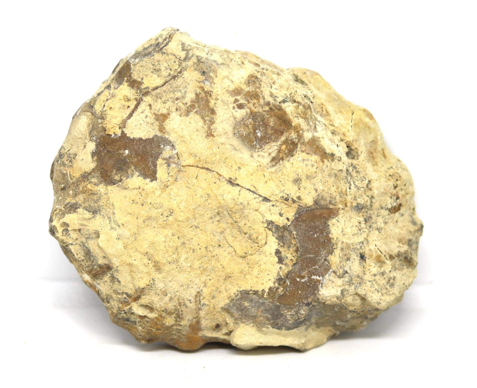 Ammonite Acanthoceras Split Polished Fossil Texas 96 MYO w/Label #16254 29o
