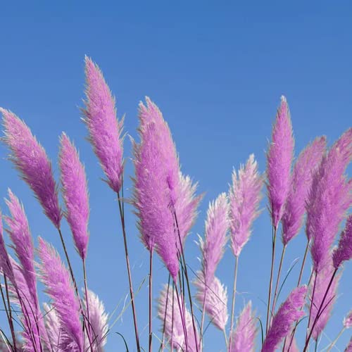 1000+ Mix Pampas Grass Seeds for Planting Heirloom Ornamental Plants Decor Garden Tall Feathery Blooms Blue White Pink Red Yellow