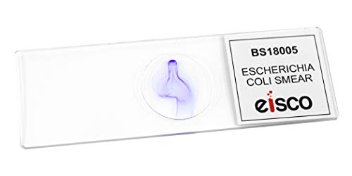 EISCO (Pack of 25) Escherichia Coli Smear, Gram Stain, Prepared Microscope Slides - 75 x 25mm - Classroom Pack, 25 Slides in Storage Case - Biology & Microscopy