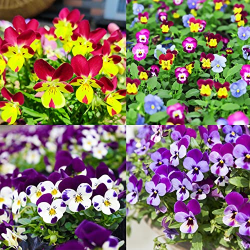 100 Pcs Viola Johnny Jump Up Flower Seeds, King Henry Viola Seeds for Planting (Viola cornuta) Seeds