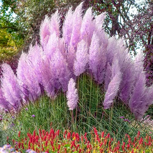 1000+ Mix Pampas Grass Seeds for Planting Heirloom Ornamental Plants Decor Garden Tall Feathery Blooms Blue White Pink Red Yellow