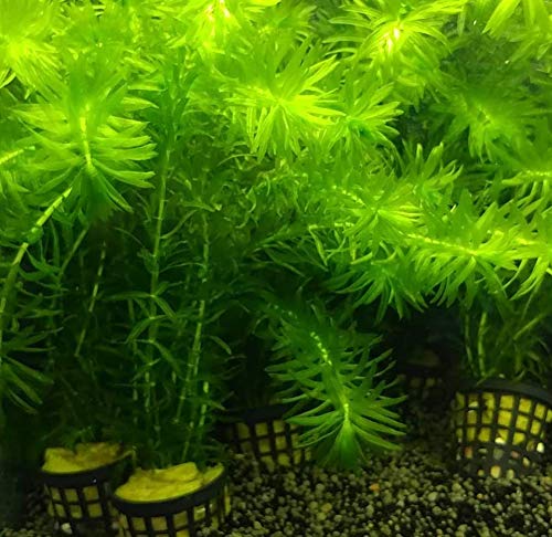 Anacharis Potted Elodea Densa Tropical Freshwater Stems Live Aquarium Plants Aquatic Pond Water Decorations 3 Days Live Guaranteed by Mainam