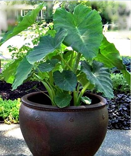 2 Elephant Ear -Colocasia esculenta-(Bulbs Size 5-7) Give Your Garden a Tropical Look.