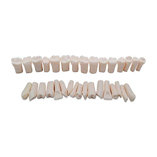 32pcs Removable Teeth Piece for Typodont Teeth Model Compatible with Kilgore Nissin for Teaching, Study
