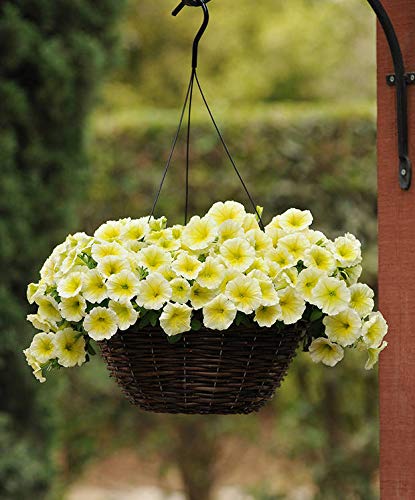 100+ Mixed Petunia Climbing Flower Seeds Plants Garden Bonsai Perennial Flowers