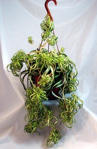 Bonnie Curly Spider Plant - Easy - Cleans the Air - 4" Pot - Grown by Hirt's Gardens