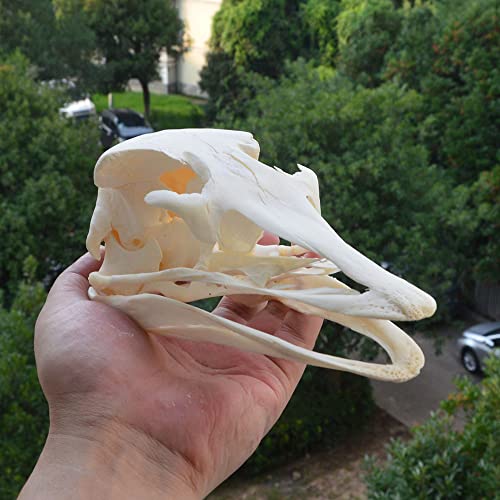 1pcs Ostrich Skull Specimens Collection Animal Taxidermy Home furnishings