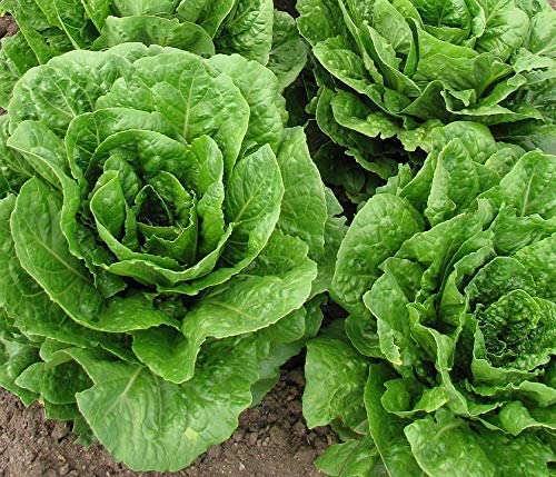 3000 Parris Island Cos Romaine Lettuce Seeds - 4+ Grams - Heirloom Non-GMO USA Grown Premium Vegetable Seeds for Planting - by RDR Seeds