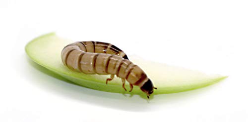Freshinsects Live Superworms Feed Reptile, Birds, Fishing Best Bait - 300 Count