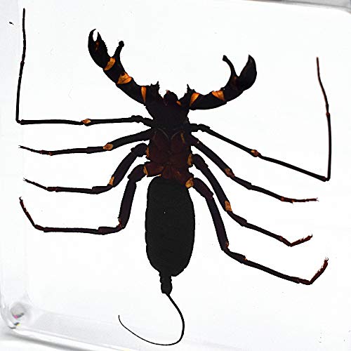 Animal Insect Whip Scorpion Specimen Taxidermy Paperweight for Science Education