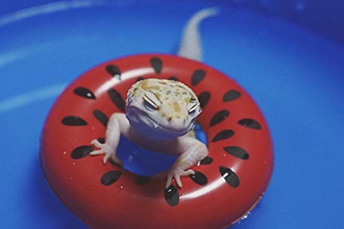 3.74 Inch Lizard Bearded Dragon Leopard Gecko Bath Collar Ring Swimming Rings Reptile Swim Life Jacket Float Ring for Leopard Gecko Anole Amphibians Cage Accessories Photo Shoot Toy (5 PCS)