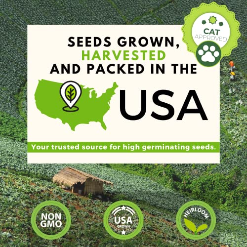 3200+ Cat Grass Seeds - Catnip Seeds, Alfalfa Seeds, Oat Seeds, and Oat & Barley Mix - Grow Cat Grass for Indoor Cats - Cat Grass Seeds Bulk - Refill Cat Growing Grass Kit - Heirloom Herb Seed