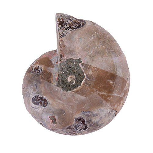 2pcs Shell Fossil Specimen Ammonite Madagascar Extinct Natural Stones and Minerals for Basic Biological Science Education (4cm)