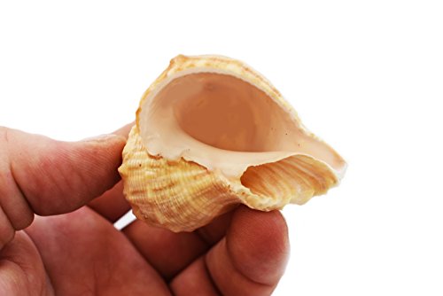 4 Large Shell Hermit Crab Changing Set - Select Shells - Large 1 1/4"-1 3/4"+ Opening - Land Snail and Conch Shells