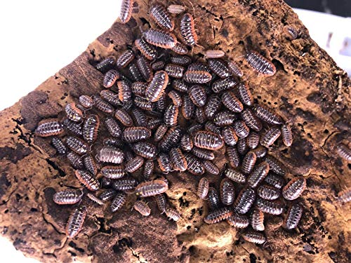 Bugzy Bugs Clown Isopods 10 Count Armadiliidium Klugii Montenegro Roly Poly Insects Cleanup Crew for Terrarium Reptile Pet Food (10 Count)