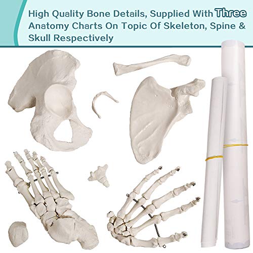 2023 Newest Human Model of Skeleton for Anatomy 67“ High with 200+ Bones Structures,Scientific Disarticulated Human Model of Skeleton Bundle for Anatomy, Full Size Male Skeleton Models with Poster,Skull, Bones, Articulated Hand & Foot