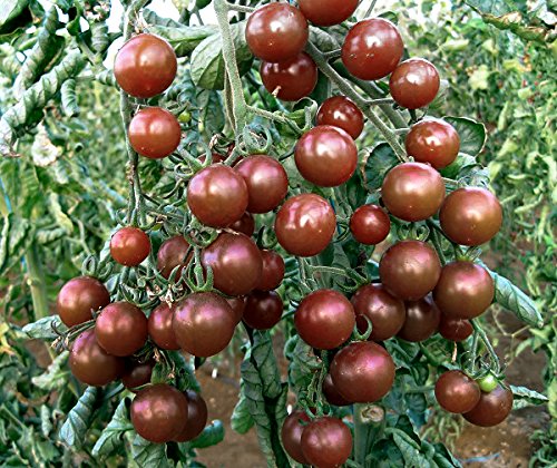 30+ Black Cherry Tomato Seeds, Heirloom Non-GMO, Low Acid, Indeterminate, Open-Pollinated, Sweet, Productive, from USA