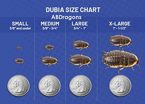 300 Medium Dubia Roaches in CUP