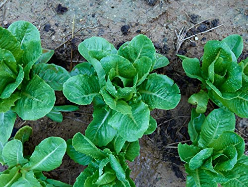 3000 Parris Island Cos Romaine Lettuce Seeds - 4+ Grams - Heirloom Non-GMO USA Grown Premium Vegetable Seeds for Planting - by RDR Seeds