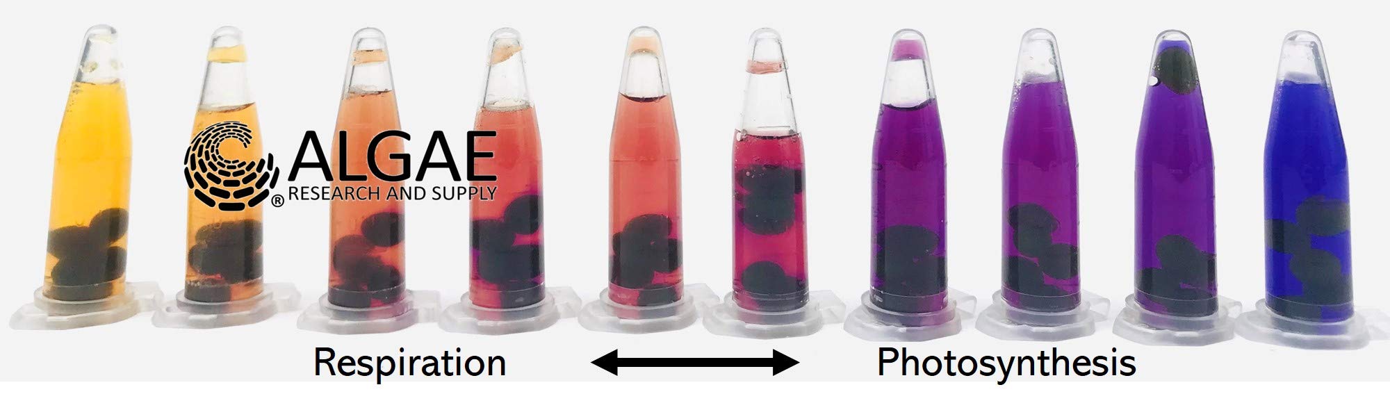 Algae Research and Supply: Algae Beads (Ready-to-go Algae Beads in Indicator- snap vials (x10))