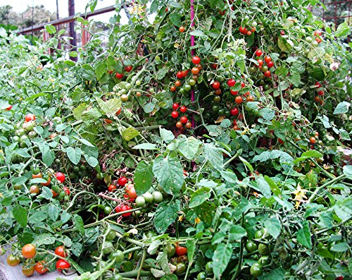 20+ Worlds Smallest Spoon Currant Tomato Seeds, Early, Heirloom Non-GMO, Rare, Early, Vigorous, Sweet, Indeterminate, Open-Pollinated, Delicious, from USA