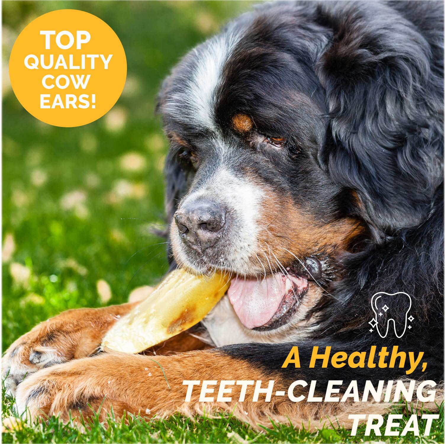 123 Treats Cow Ears for Dogs (1 Pound - Golden) - 100% Natural Made Premium Chews for Your Dog Bulk Beef Treats no Added additives