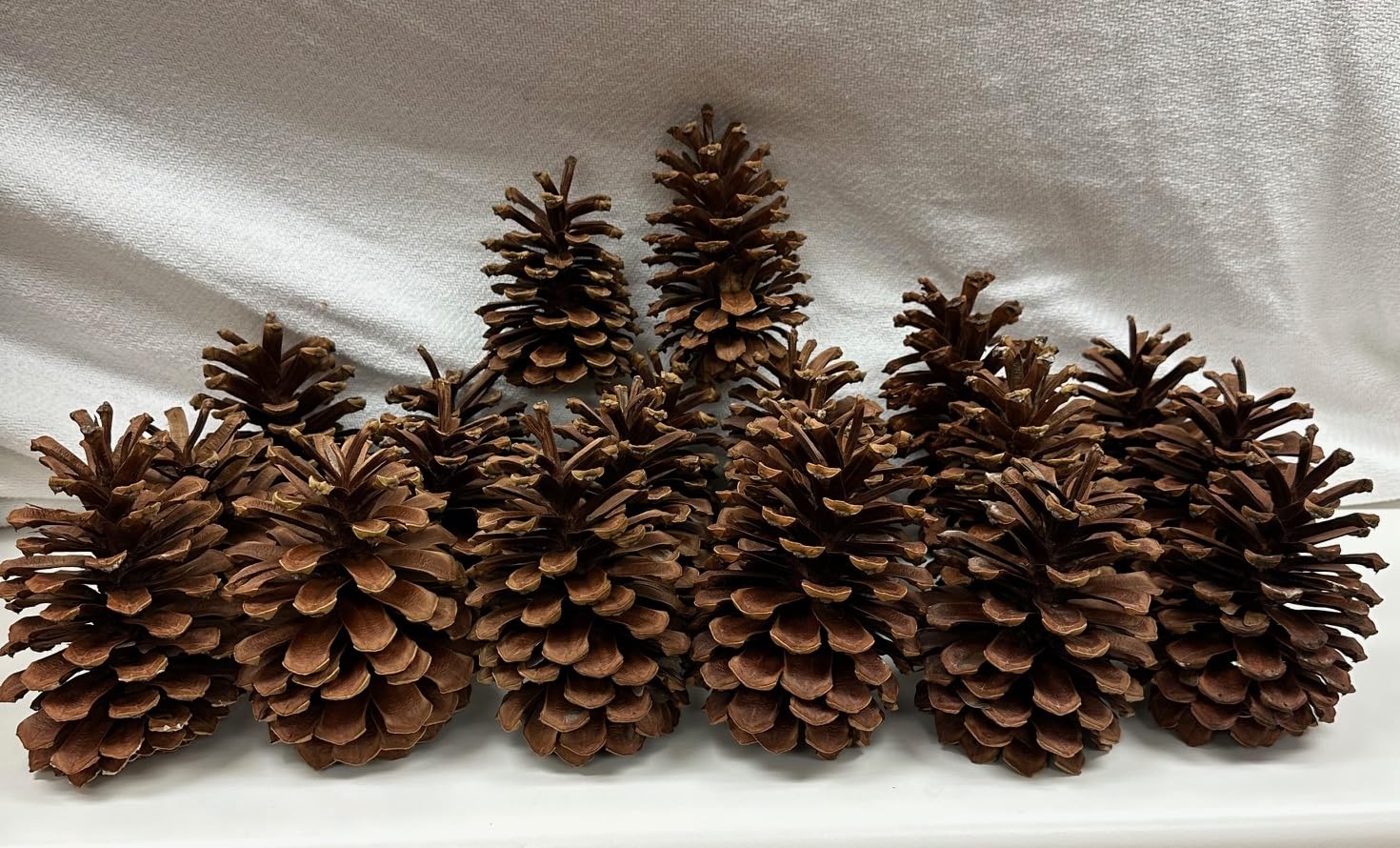 18-Pack Extra-Large (5 to 7 inch) Long Leaf Pine Cones for Decorating Home, Tables, Vase Fillers, Corporate Events, Crafts, Birdfeeders, Natural Pine Cone Holiday Ornaments. (unscented)