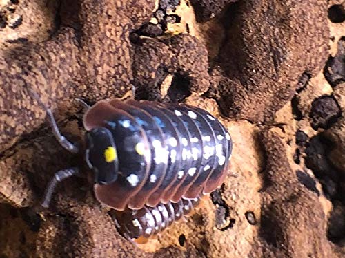 Bugzy Bugs Clown Isopods 10 Count Armadiliidium Klugii Montenegro Roly Poly Insects Cleanup Crew for Terrarium Reptile Pet Food (10 Count)
