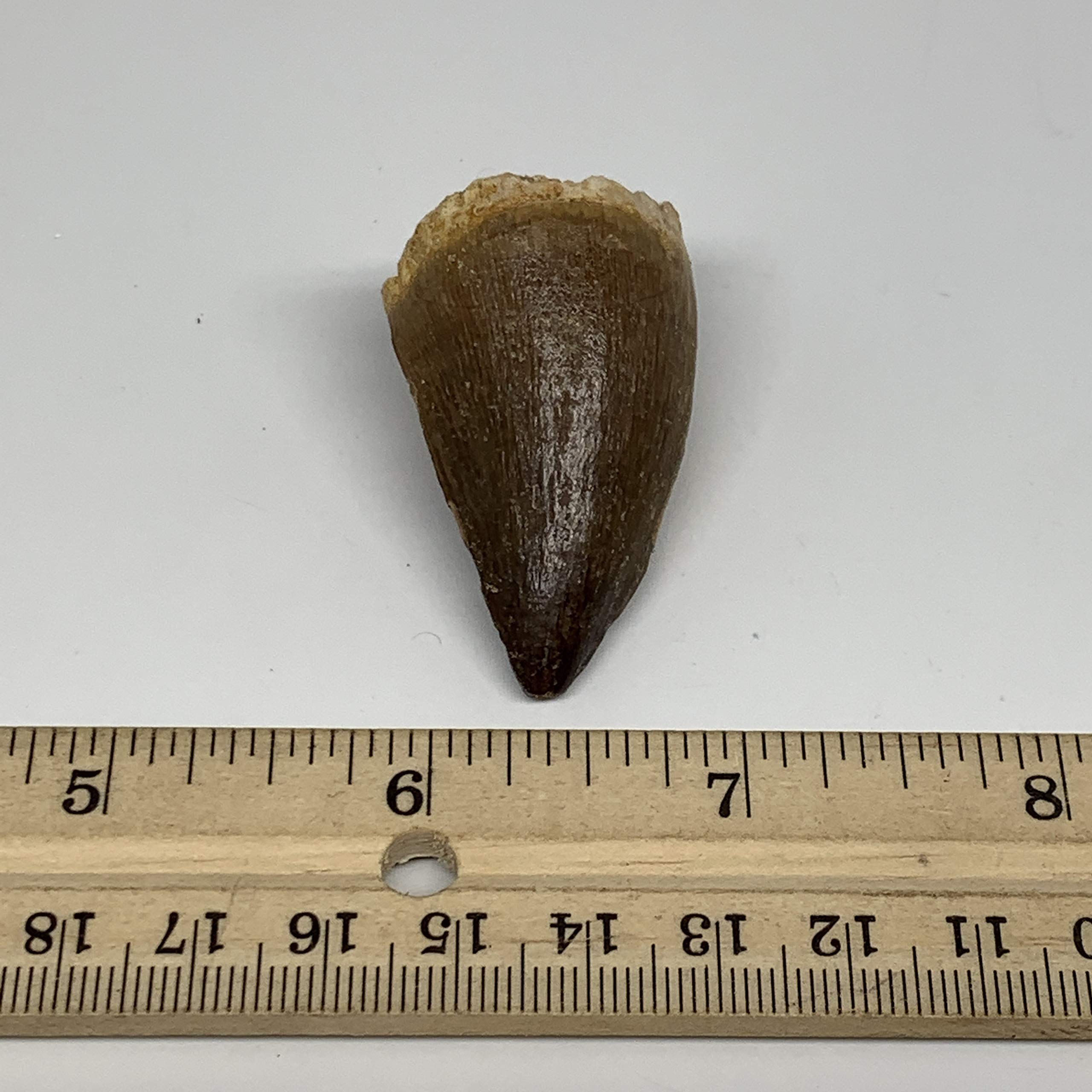 24.9g, 1.8"x1.1"x1" Fossil Mosasaur Tooth Reptiles, Cretaceous from Morocco,B12813