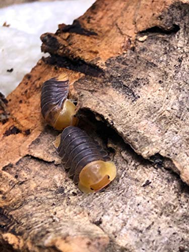 Bugzy Bugs Rubber Ducky Cubaris Isopods 5 Count Roly Poly Cleanup Crew for Insects Terrarium Reptile Pet Food