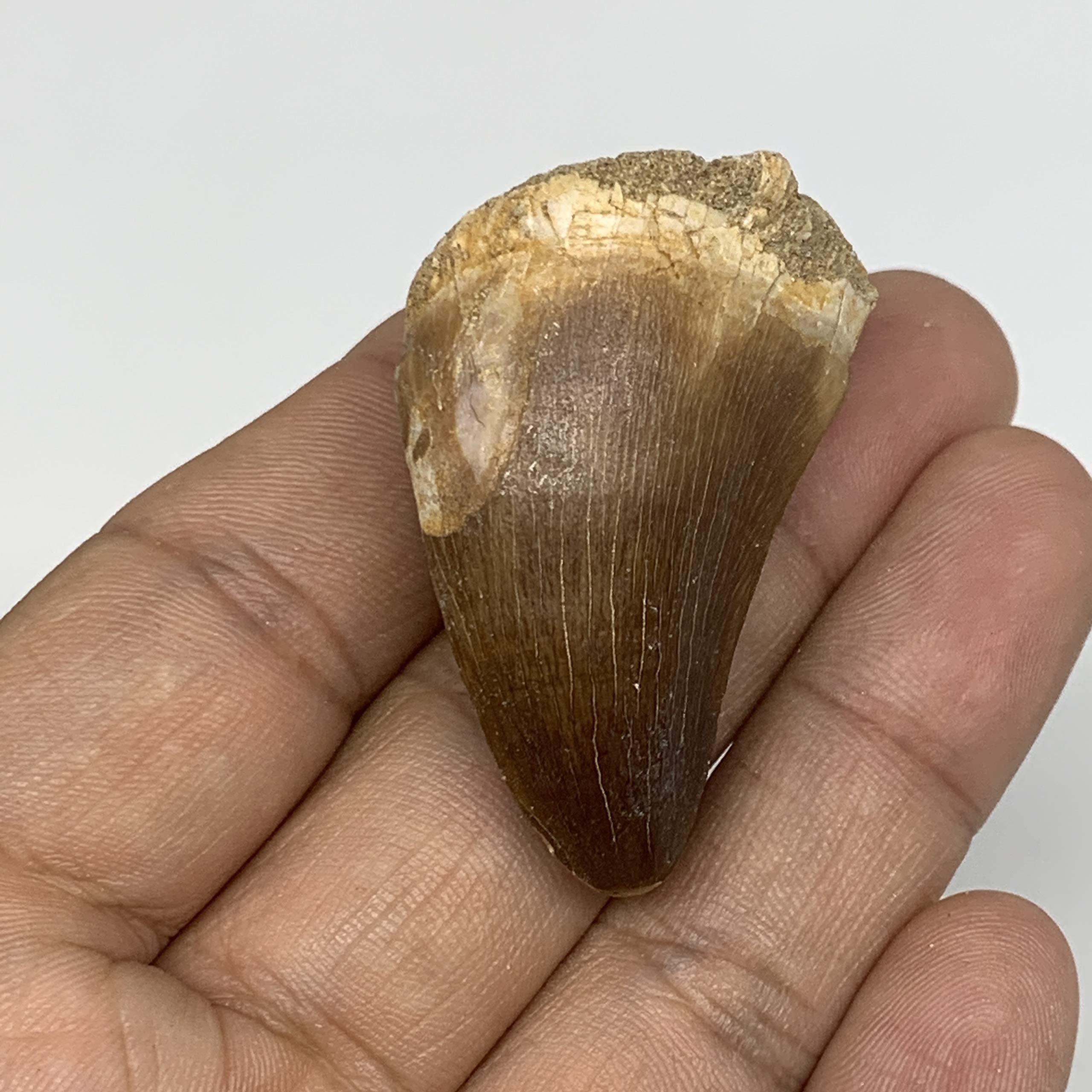 20.8g, 1.7"x1"x0.8" Fossil Mosasaur Tooth Reptiles, Cretaceous from Morocco,B12802