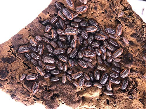 Bugzy Bugs Clown Isopods 10 Count Armadiliidium Klugii Montenegro Roly Poly Insects Cleanup Crew for Terrarium Reptile Pet Food (10 Count)