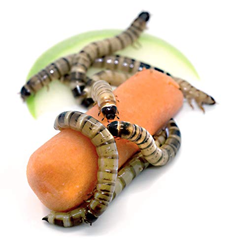 Freshinsects Live Superworms Feed Reptile, Birds, Fishing Best Bait - 300 Count