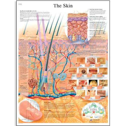 3B Scientific VR1283UU Glossy Paper The Skin Anatomical Chart, Poster Size 20" Width x 26" Height