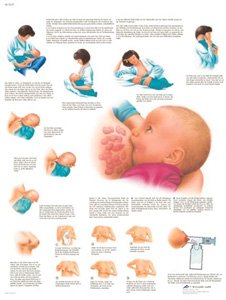 3B Scientific VR3557L Glossy UV Resistant Laminated Paper Lactancia Materna Anatomical (Breastfeeding Anatomical Chart, Spanish), Poster Size 20" Width x 26" Height