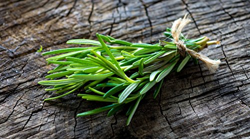 Gaea's Blessing Seeds - Rosemary Seeds - Heirloom Non-GMO Seeds with Easy to Follow Instructions 97% Germination Rate (Single Pack)