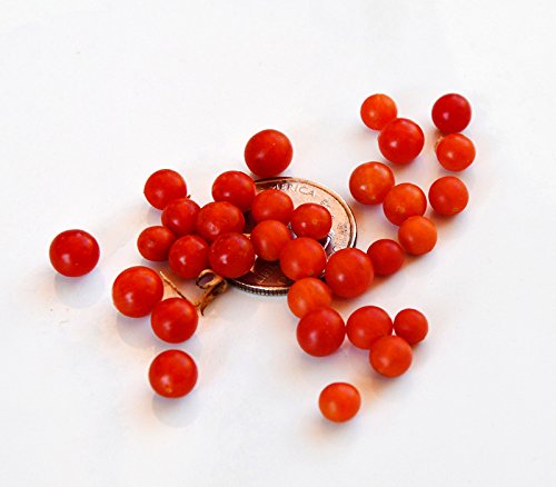 20+ Worlds Smallest Spoon Currant Tomato Seeds, Early, Heirloom Non-GMO, Rare, Early, Vigorous, Sweet, Indeterminate, Open-Pollinated, Delicious, from USA