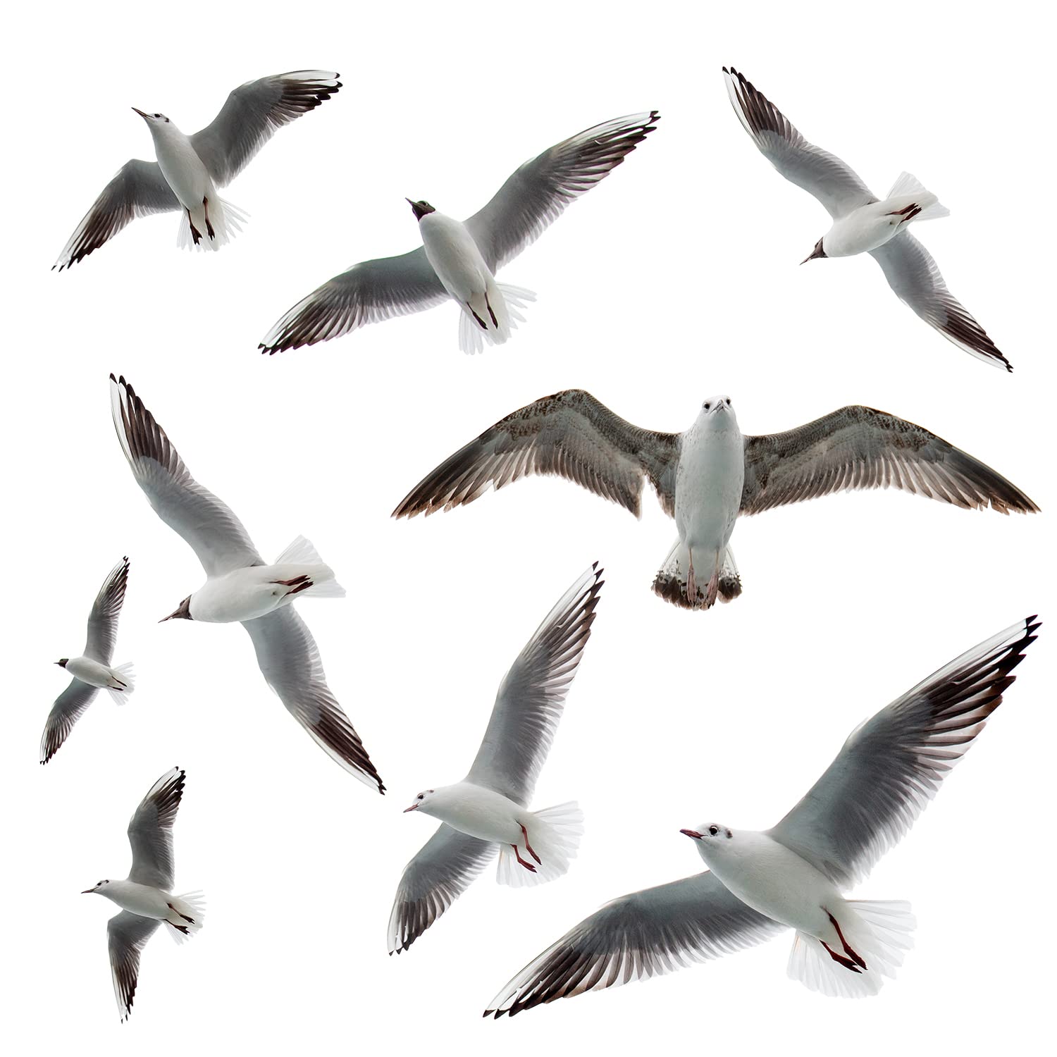 MEFOSS 3D Seagull Wall Decals Peel and Stick DIY Flying Sea Birds Wall Decor Vinyl Stickers for Living Room Bedroom Kids Room Office Window Decorations