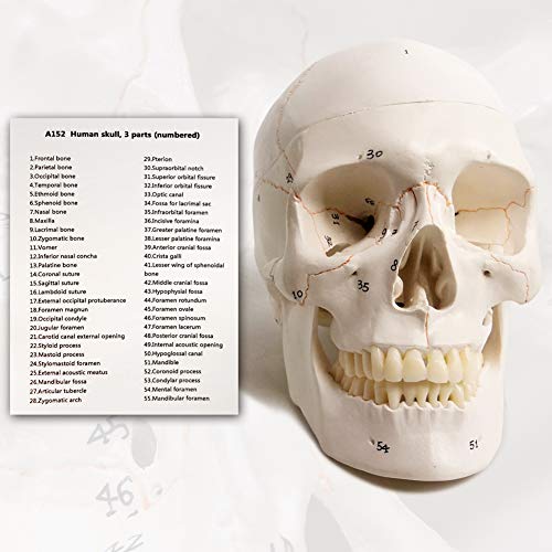 Evotech Classic Numbered Human Skull Model, Life Size (9" Height), Medical Quality-3 Part-W/Sutures Painted, 54pcs Labeled Numbered; for Medical Student; Shows Most Major Foramen, Fossa, and Canals