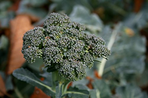 Gaea's Blessing Seeds - Broccoli Seeds - Waltham 29 - Non-GMO with Easy to Follow Instructions Open Pollinated, 94% Germination Rate