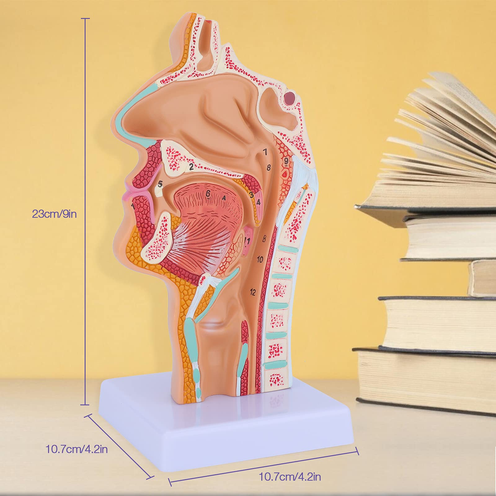LVCHEN Human Nasal Cavity Throat Anatomy Medical Model - Human Anatomical Pharynx Larynx Model for Medical Students Study Display Teaching Medical Model
