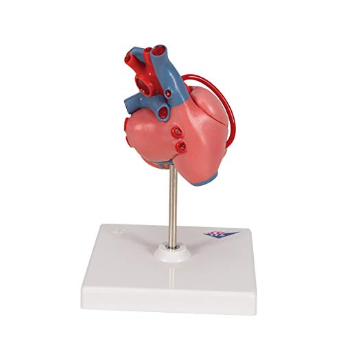 3B Scientific G05 Classic Heart w/ Bypass 2-part - 3B Smart Anatomy