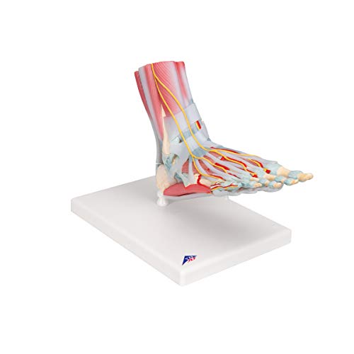 3B Scientific M34/1 Foot Skeleton w/ Ligaments and Muscles - 3B Smart Anatomy
