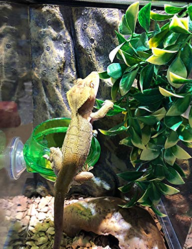 HERCOCCI 2 Pack Chameleon Bowls, Reptile Ledge Feeder Suction Cup Worm Bowl & Water Dish Supplies for Chameleon Lizard Bearded Dragon Gecko Snake