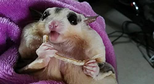 1 Pcs Fish Stick Flavor Sugar Glider Hamster Squirrel Chinchillas and Small Exotic Animals/Pet Sandwich Snacks and Food (33g)