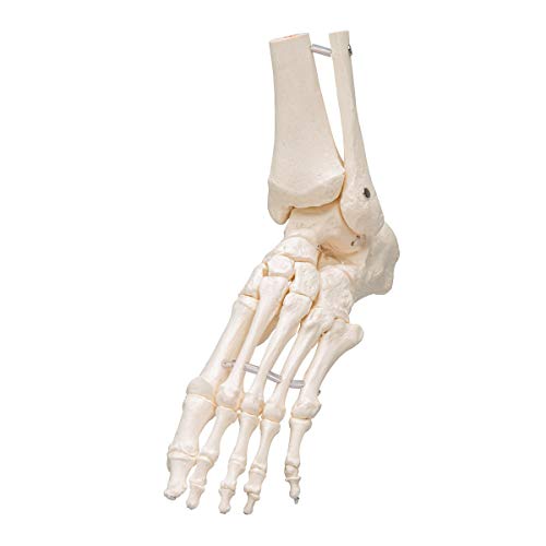 3B Scientific A31/1 Foot Skeleton-flexibly w/portions of Tibia- Fibula - 3B Smart Anatomy