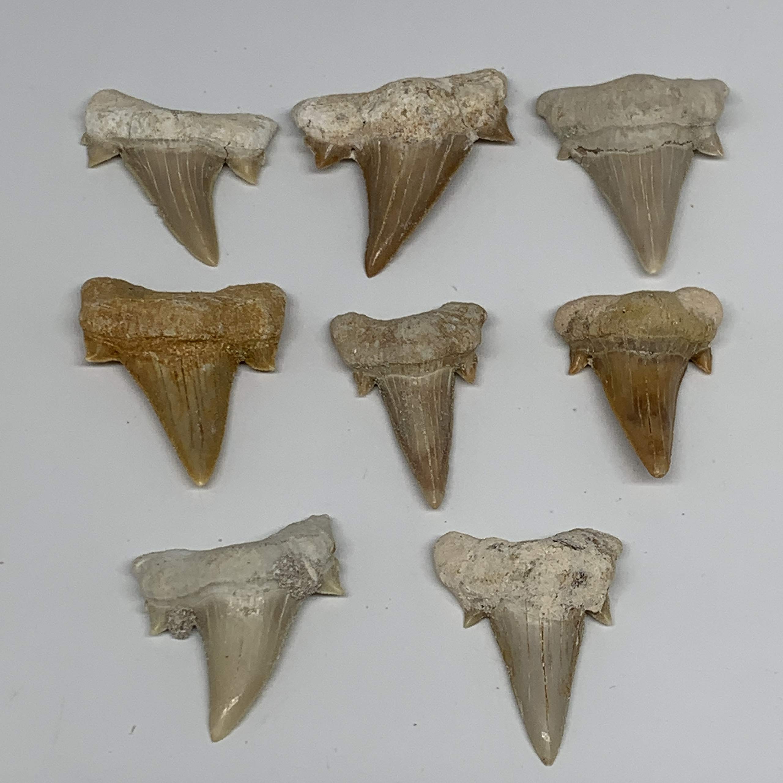 8 Pieces Lot, 47.3g, 1.1"- 1.4" Small Natural Fossilized, Fossils Fish Shark Tooth, Shark Teeth from Morocco,B12750